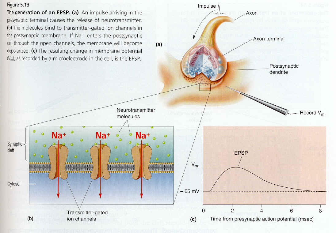 EPSP EPSP
